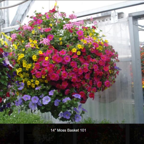 Moss Basket Flower Baskets Archives - Delaney's Landscape Center