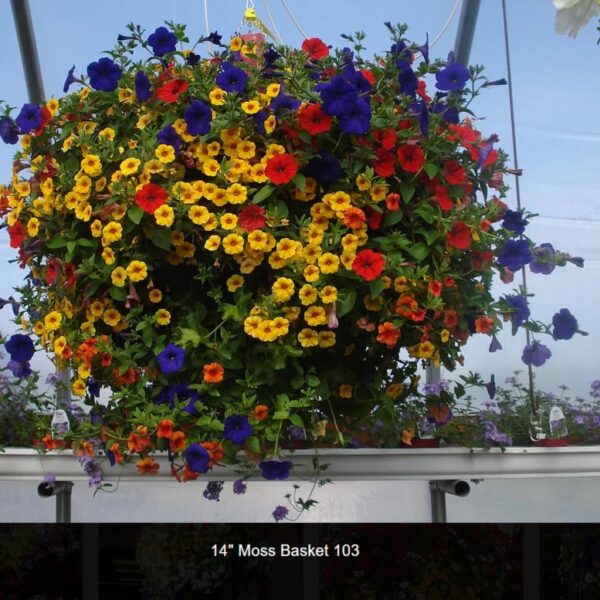 14 inch moss flower basket-101 - Delaney's Landscape Center