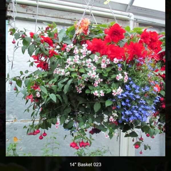 Shade Flower Baskets Archives - Delaney's Landscape Center