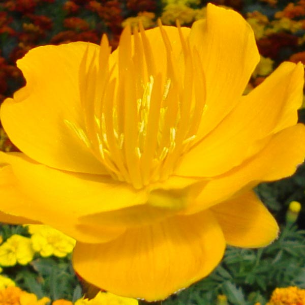 Greenhouse - Delaney's Landscape Center